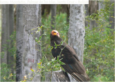 La lección del Zamuro – Luis Bonilla-Molina